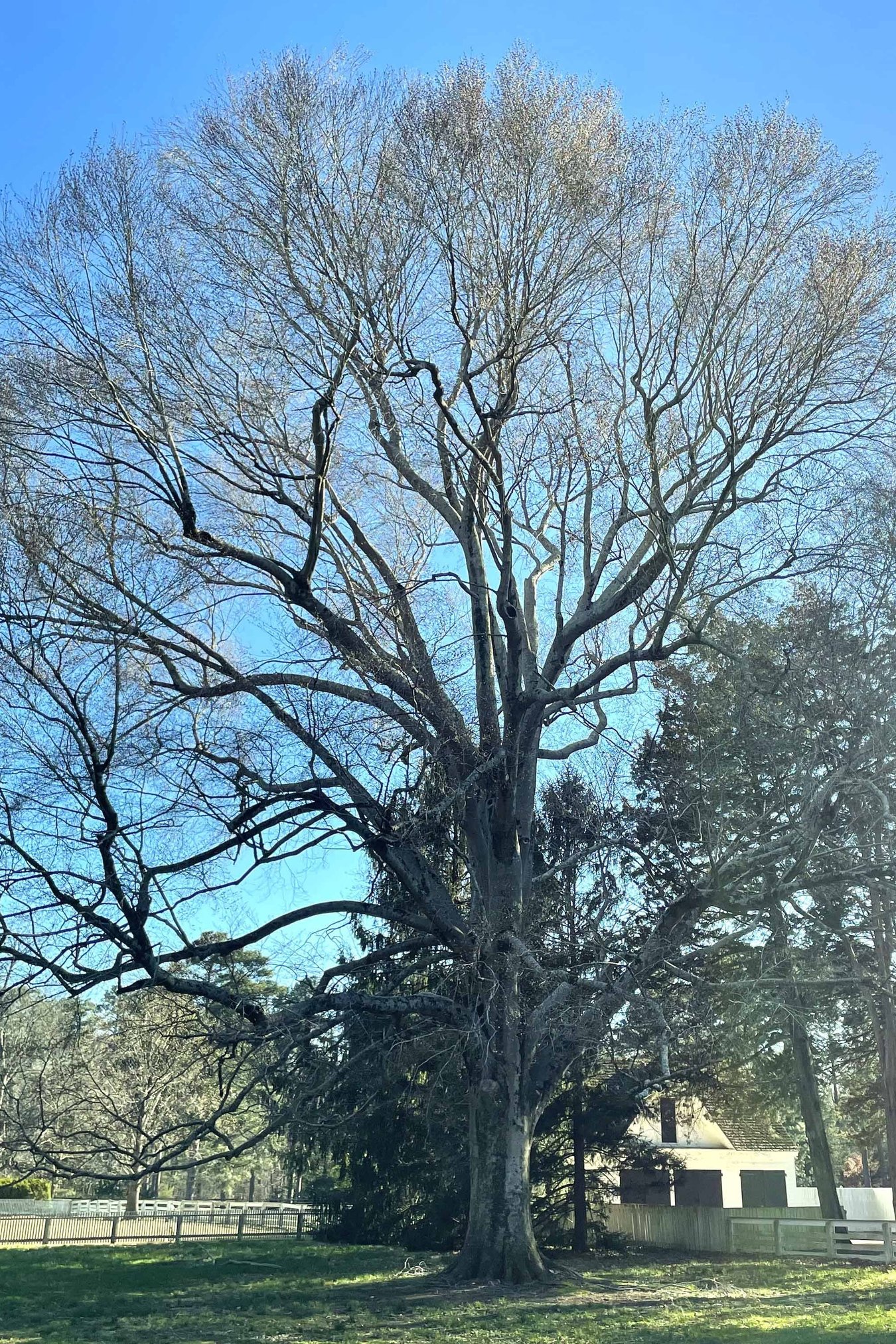 Old and Remarkable Trees Tour - Colonial Williamsburg