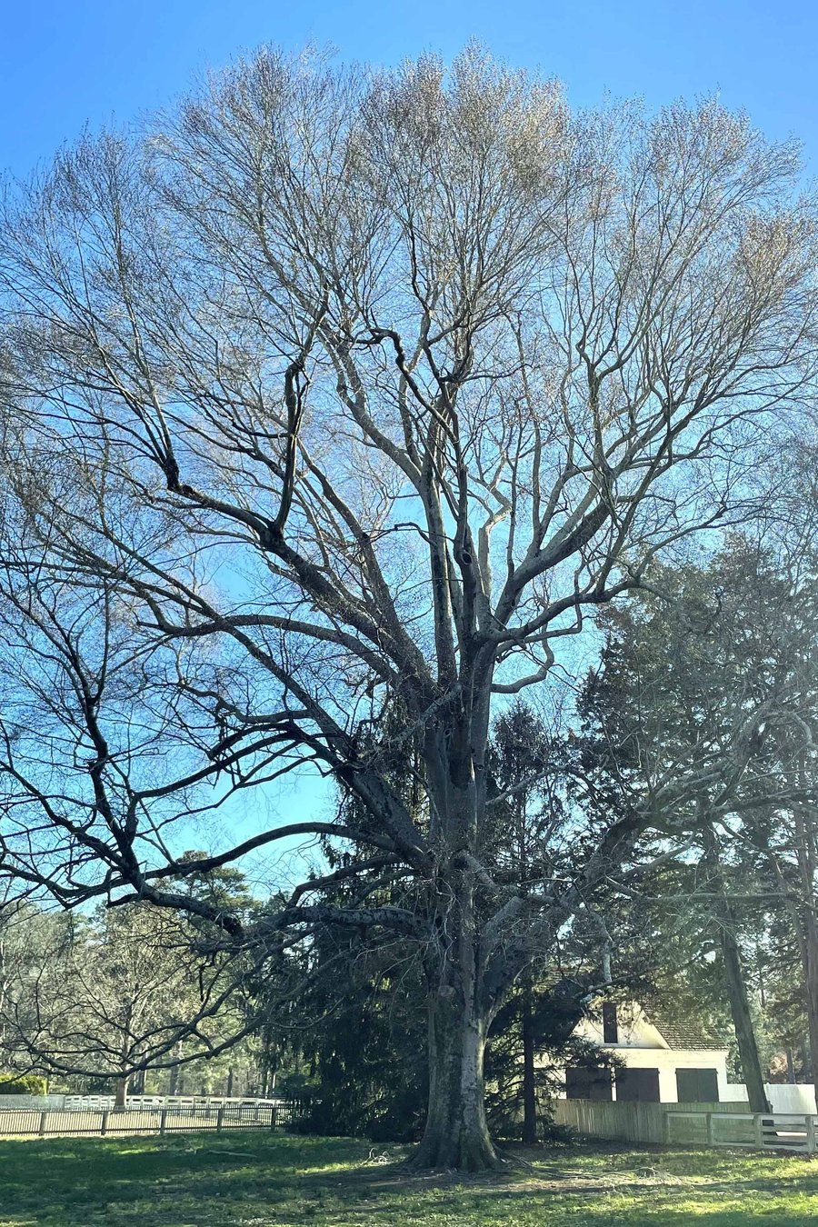 Old and Remarkable Trees Tour - Colonial Williamsburg