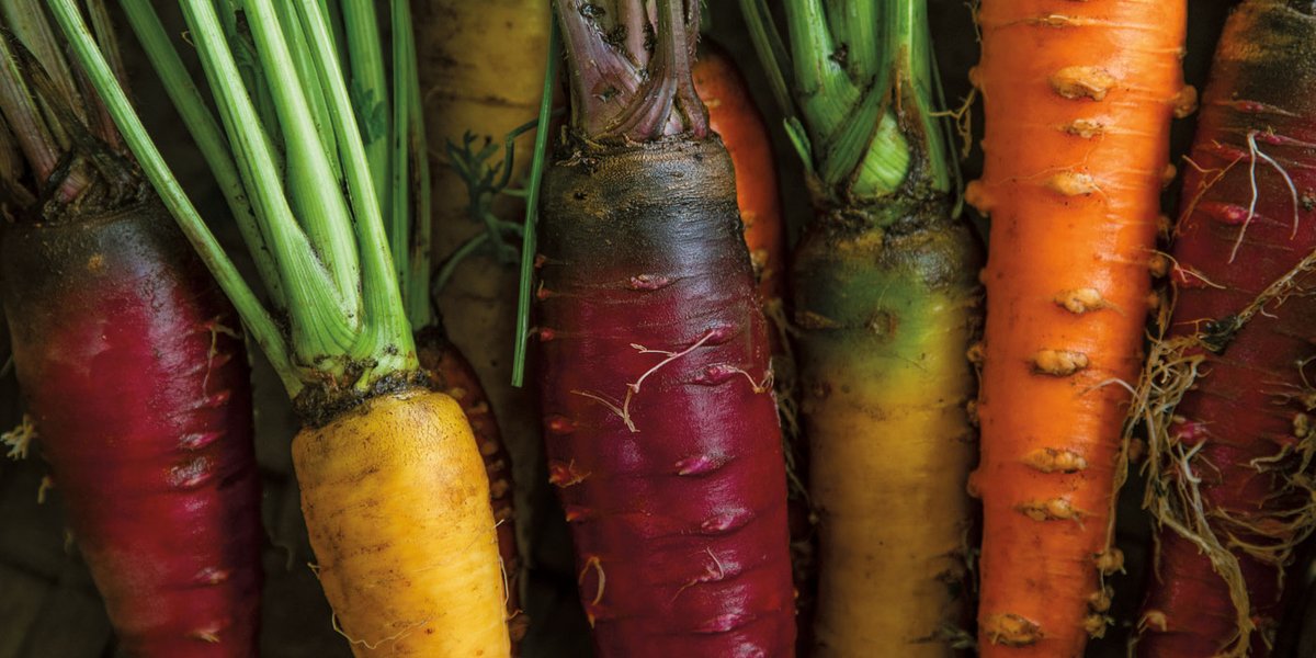 Colorful Carrots - Colonial Williamsburg