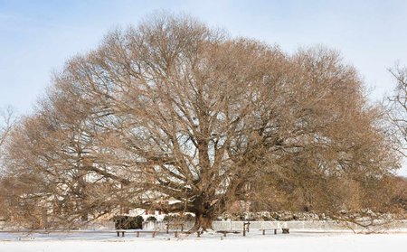 Compton Oak - Colonial Williamsburg