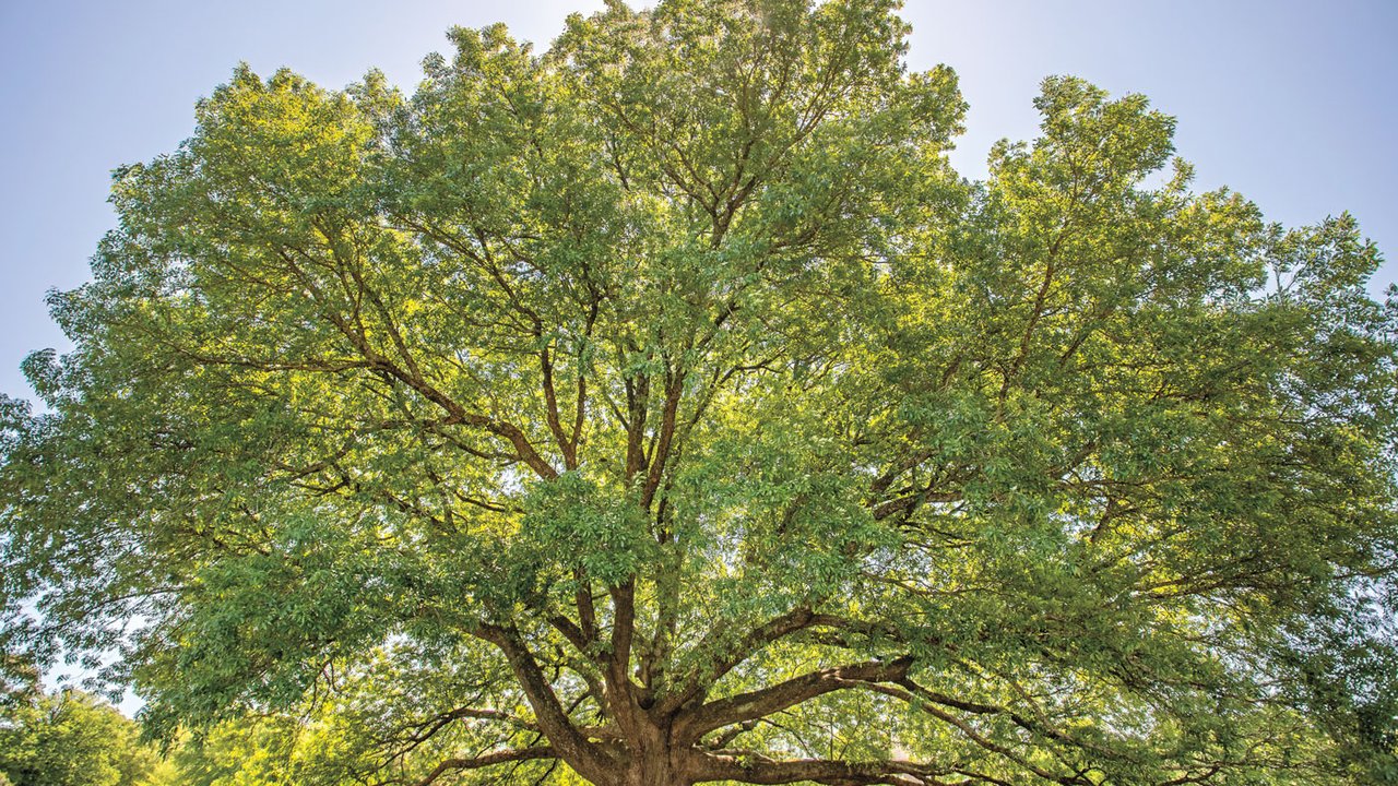 Arboretum & Gardens - Colonial Williamsburg