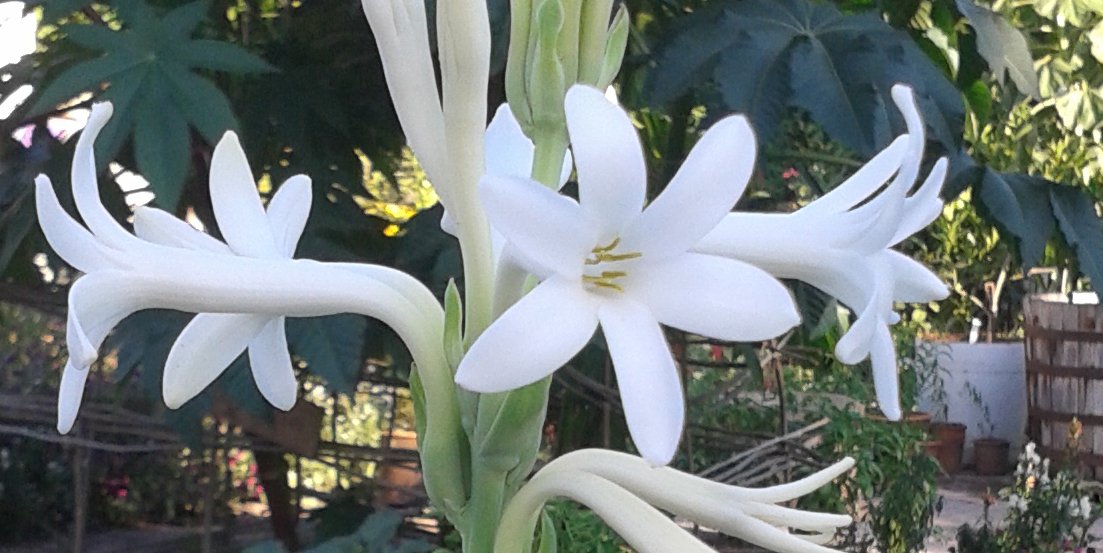 How to Care for Tuberoses like a Colonial Gardener - Colonial Williamsburg