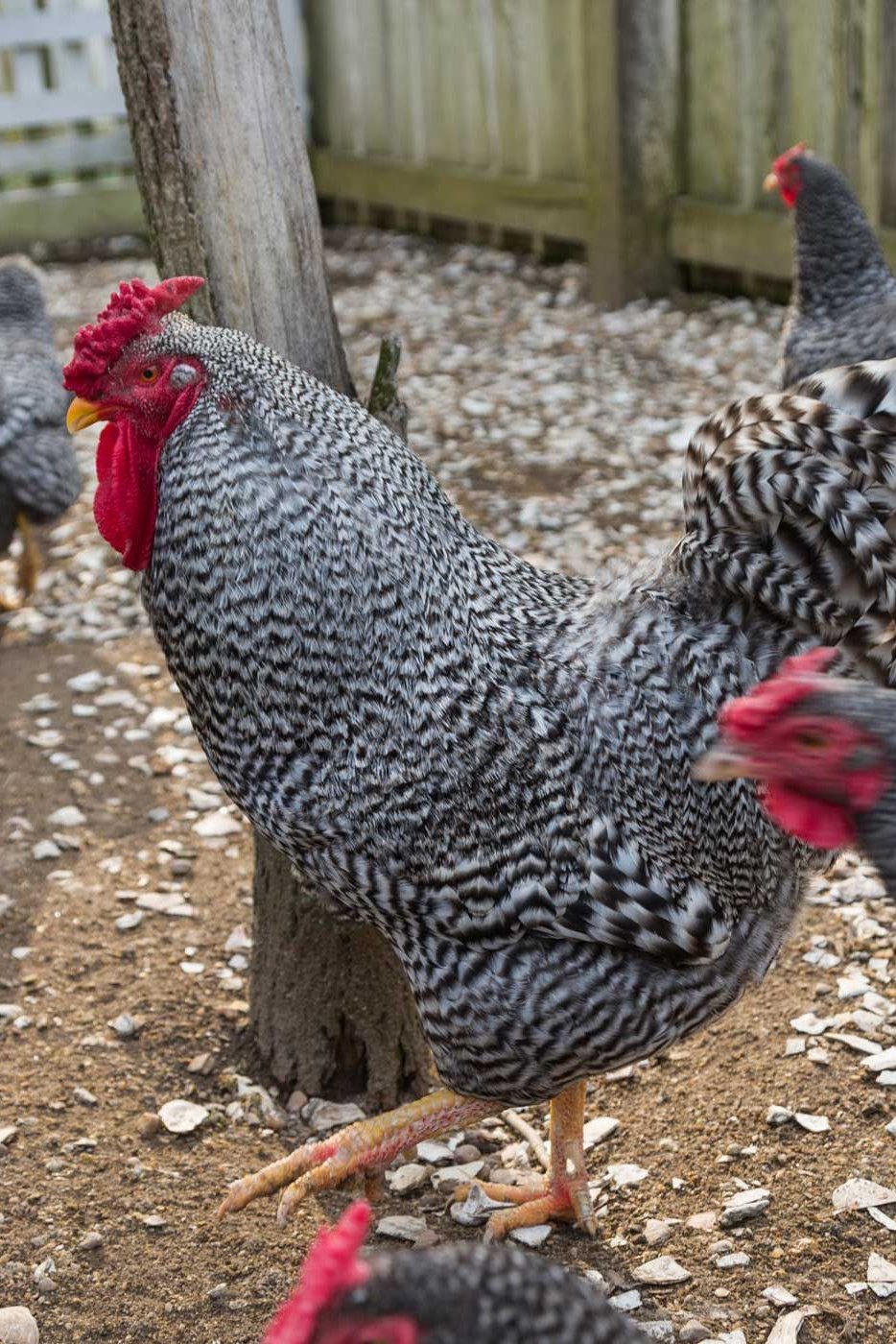 Chickens - Colonial Williamsburg