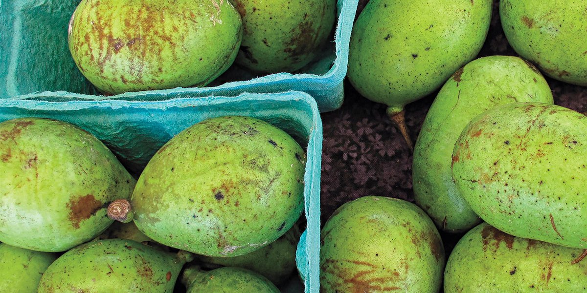 Forgotten Fruit - Colonial Williamsburg
